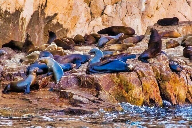 Glass Bottom Boat Sightseeing Tour in Cabo San Lucas - Who Will Love This Tour?