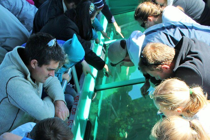 Glass Bottom Boat Tour - Discover Auckland’s Underwater World on a Glass Bottom Boat Tour