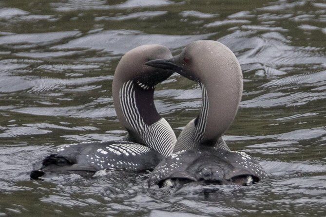 Glenaladale Cruise - Great for wizard spotting! - An In-Depth Look at the Glenaladale Cruise Experience