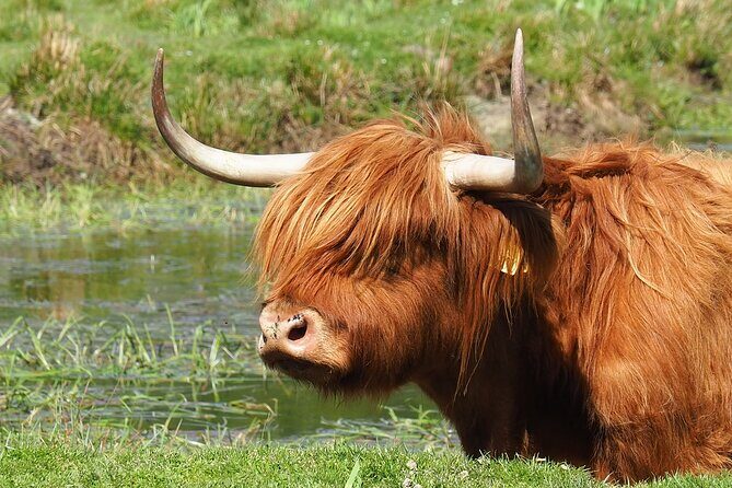 Glenfinnan Viaduct & The Great Glen Private Tour from Inverness - FAQ