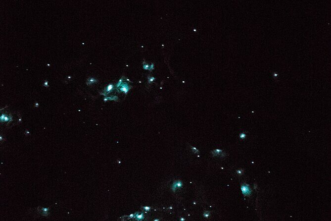 Glow Worm Caves Express Tour in Bay of Islands - An Honest Breakdown of the Tour