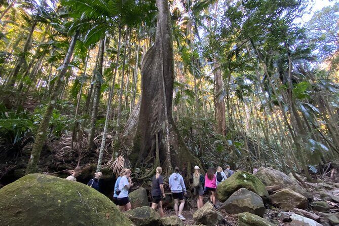 Glow-worms, Waterfalls & Rainforest Experience - The Itinerary in Detail