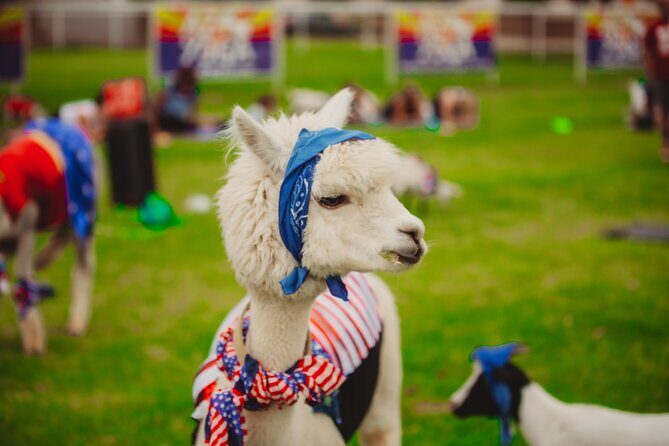 Goat and Alpaca Sound Bath - Gilbert Arizona - The Charm of Animal Interaction and Fun Amidst Serenity