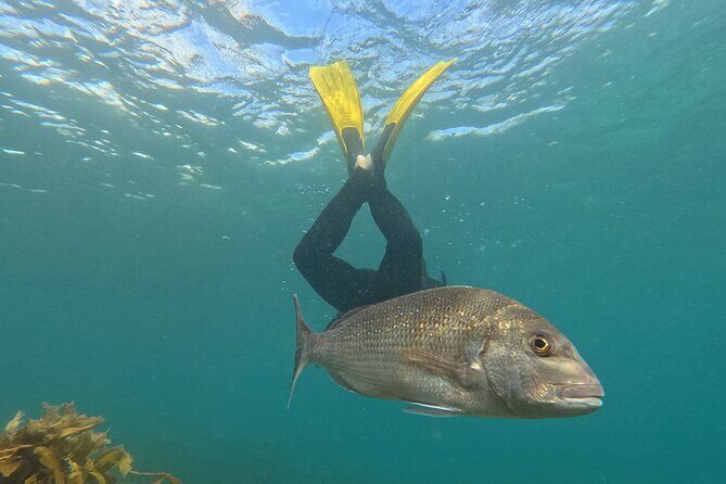 Goat Island Experience Advanced Snorkel Tour - Introduction