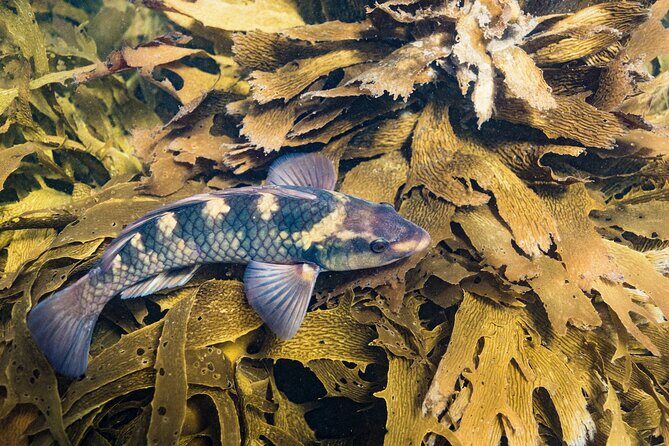 Goat Island Experience Advanced Snorkel Tour - Exploring the Goat Island Experience Advanced Snorkel Tour