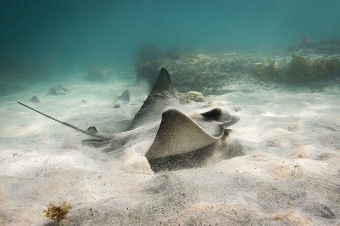 Goat Island Experience Advanced Snorkel Tour - Who Should Book This Tour?