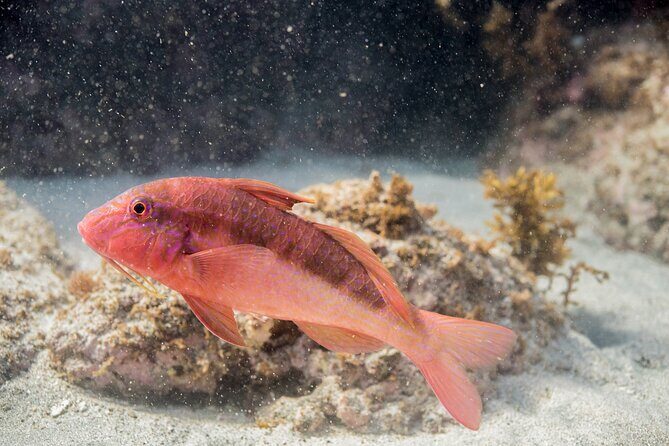 Goat Island Experience Advanced Snorkel Tour - Final Thoughts