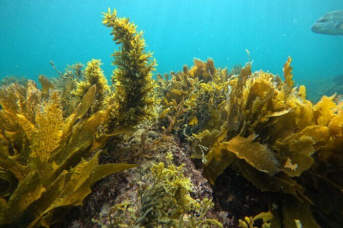 Goat Island Experience Guided Boat Dive - Pricing and Value Analysis