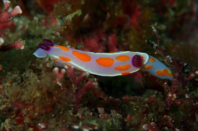 Goat Island Experience Guided Boat Dive - Final Thoughts: Is This the Right Choice?