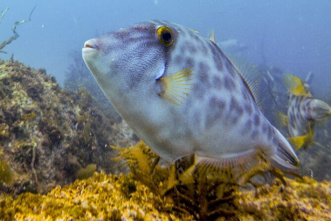 Goat Island Experience Guided Boat Dive - FAQ: Your Questions Answered