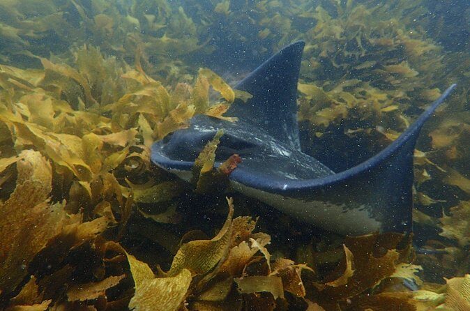 Goat Island Experience Guided Boat Snorkel Tour - Frequently Asked Questions