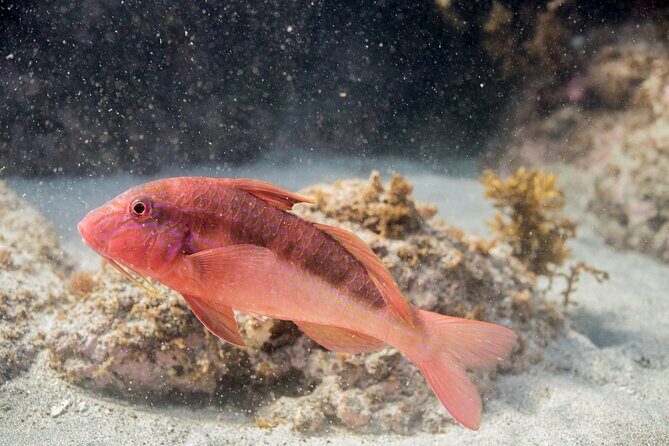Goat Island Experience Guided Snorkelling for Beginners - The Sum Up