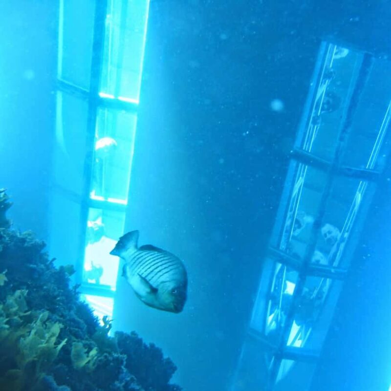 Goat Island: Glass Bottom Boat Tour - What to Expect on the Goat Island Glass Bottom Boat Tour