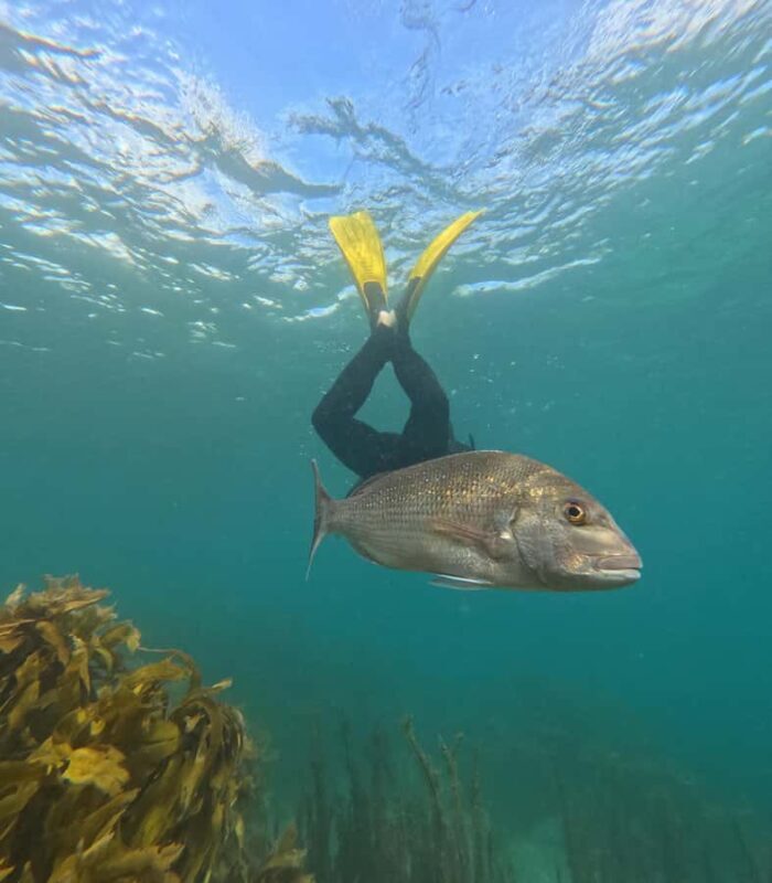 Goat Island Guided Snorkeling Tour for Beginners - Key Points  