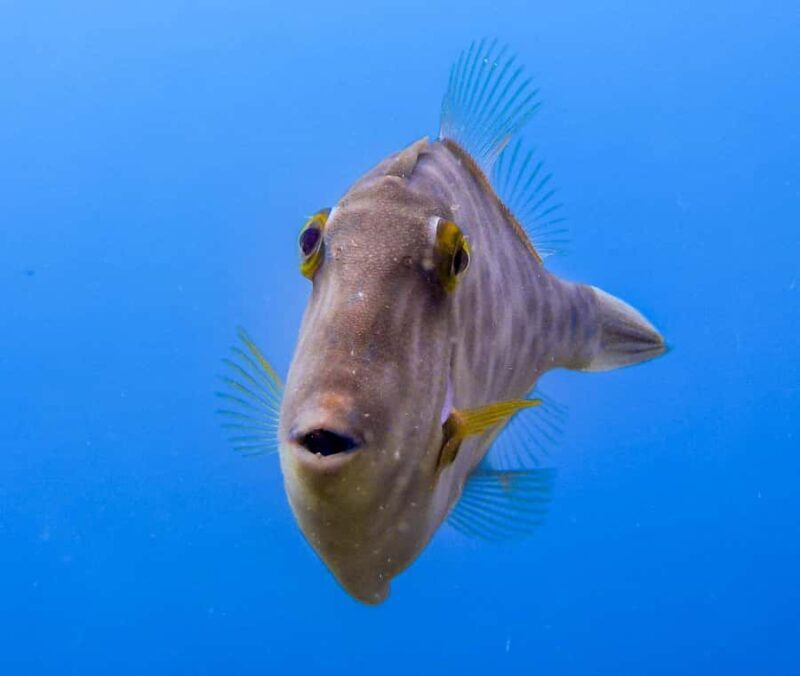 Goat Island Guided Snorkeling Tour for Beginners - The Sum Up: Who Should Book This Tour?  