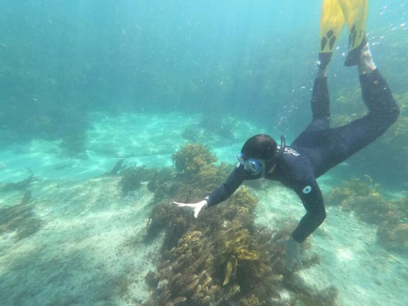 Goat Island Guided Snorkelling Tour For Advanced - Key Points