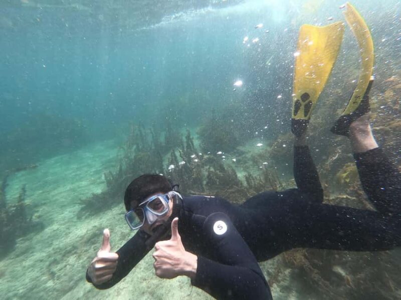 Goat Island Guided Snorkelling Tour For Advanced - An In-Depth Look at the Tour Experience