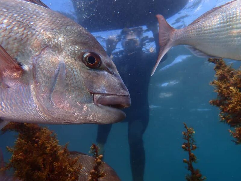 Goat Island Guided Snorkelling Tour For Advanced - Final Thoughts: Is It Worth It?