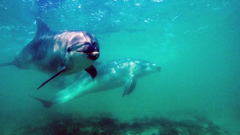 Goat Island Marine Reserve: Full-Day Dive Charter - Exploring the Goat Island Marine Reserve: Full-Day Dive Charter