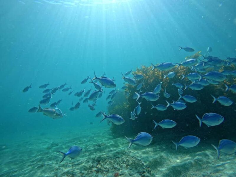 Goat Island Try Scuba Diving Experience - What is the Goat Island Try Scuba Diving Experience?