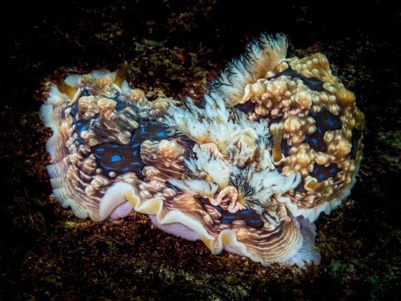 Goat Island Try Scuba Diving Experience - FAQ