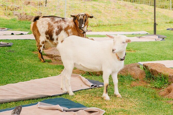Goat Yoga with Miniature Goats In Maui - FAQ