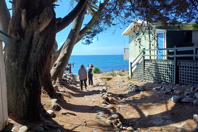 Godley Head Scenic Drive & Guided Walk (Shore Excursion) - Introduction