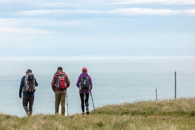 Godley Head Scenic Drive & Guided Walk (Shore Excursion) - Who This Tour Is Perfect For