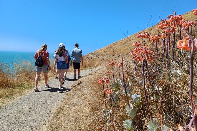 Godley Head Scenic Drive & Walking Tour (Private Shore Excursion) - Analyzing the Value