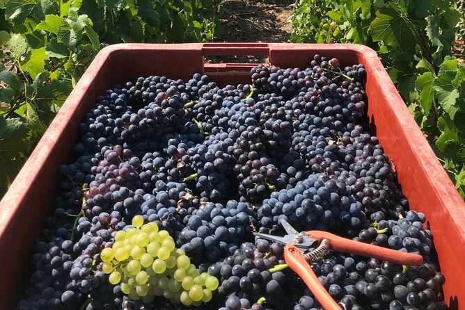 Gold Champagne Experience from Epernay (Private Full day tour) - A Closer Look at the Itinerary