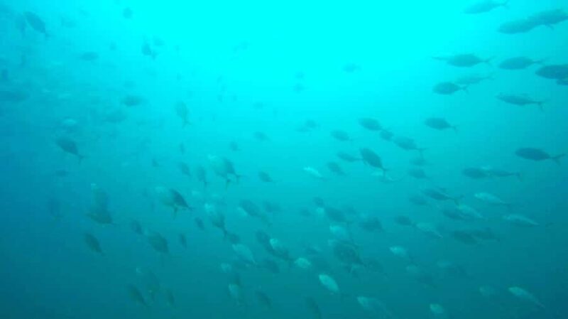 Gold Coast: 3-Day PADI Open Water Course - The Experience and the Guides