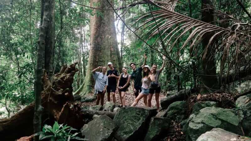 Gold Coast: 6 Waterfalls, Koalas & Natural Bridge Day Tour - Key Points