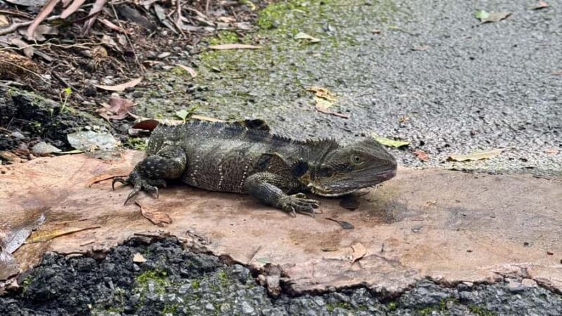 Gold Coast: 6 Waterfalls, Koalas & Natural Bridge Day Tour - Who Will Love This Tour?