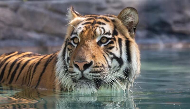 Gold Coast: Dreamworld 1-Day Entry Ticket - The Sum Up