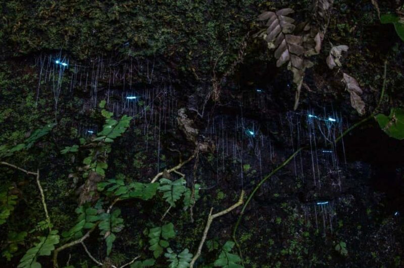 Gold Coast: Evening Rainforest and Glow Worm Experience - The Guides: Knowledge, Humor, and Engagement