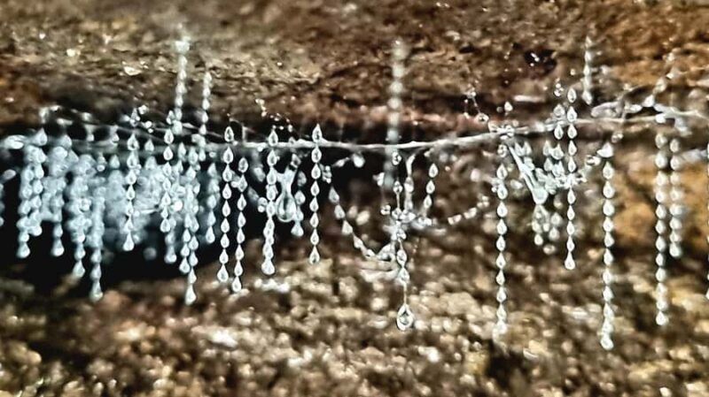 Gold Coast: Glow Worms Day/Night Rainforest & Waterfall Walk - Key Points