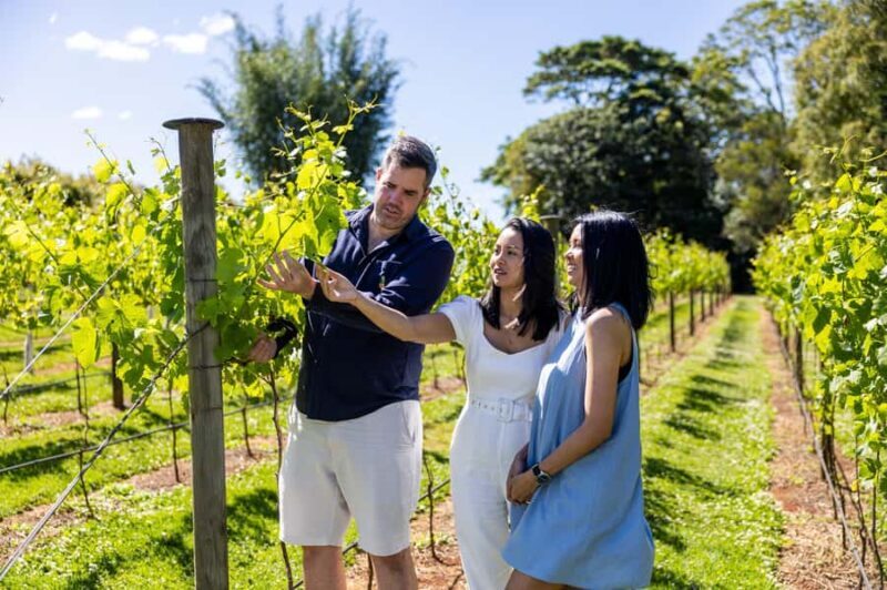 Gold Coast: Hop on Hop off Wine Tasting Tour to Mt Tamborine - The Tour Itinerary Breakdown