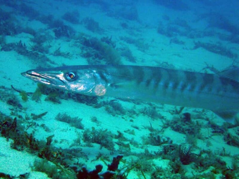 Gold Coast: Introductory SCUBA Diving Experience - Final Thoughts