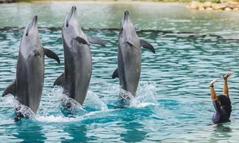 Gold Coast: Jet Boat Ride & Sea World Entry Ticket - The Itinerary in Detail