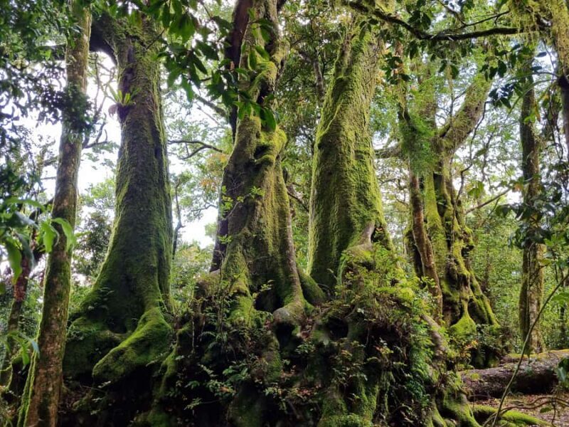 Gold Coast: Kangaroos, Rainforest & Waterfalls Experience - Practical Details and Why They Matter  