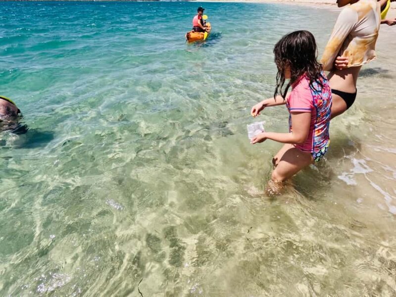 Gold Coast: Kayaking and Snorkeling Guided Tour - Who Would Love This Tour?