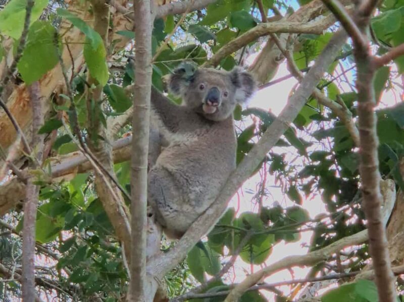 Gold Coast: Koalas, Glow Worms & Kangaroos Nature Experience - An In-Depth Look at the Gold Coast Wildlife Experience