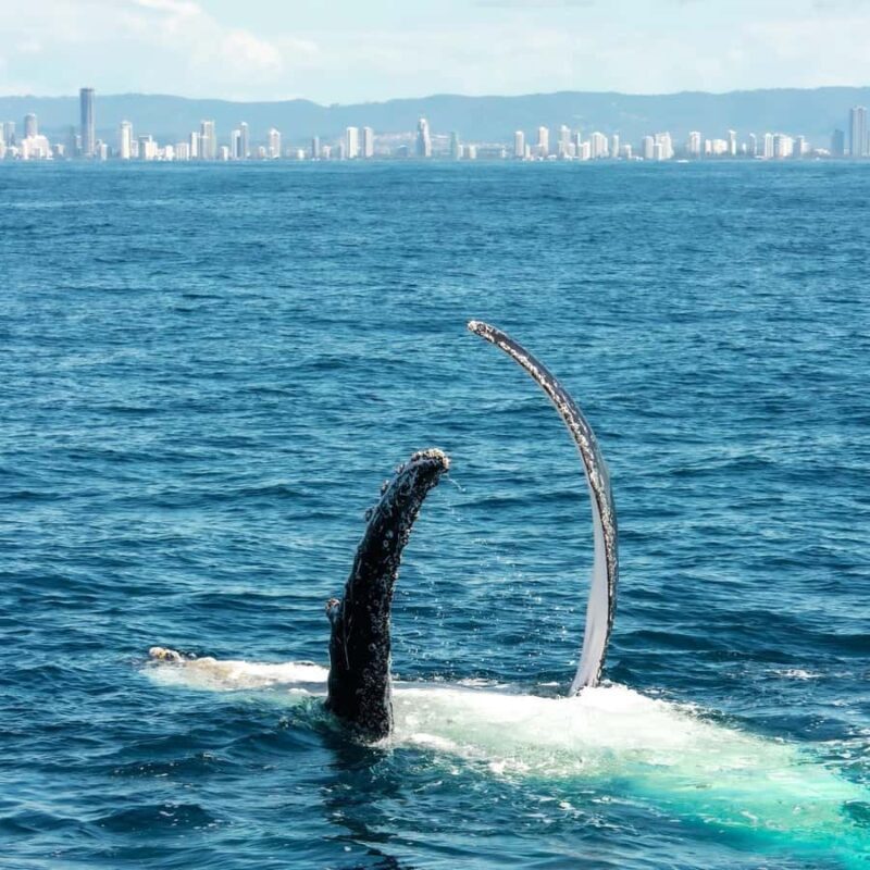 Gold Coast: Luxury Whale Watching Tour - The Itinerary Breakdown