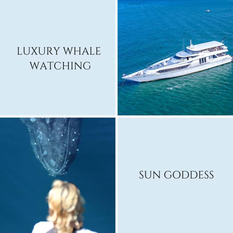 Gold Coast: Luxury Whale Watching Tour - Why This Tour Stands Out