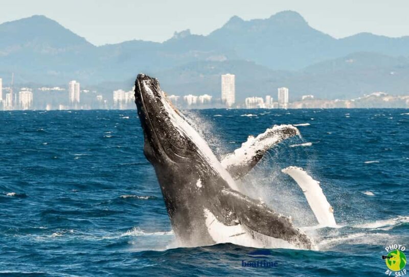 Gold Coast: Luxury Whale Watching Tour - Who Is This Tour Best For?