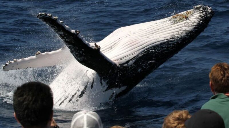 Gold Coast: Luxury Whale Watching Tour - FAQ