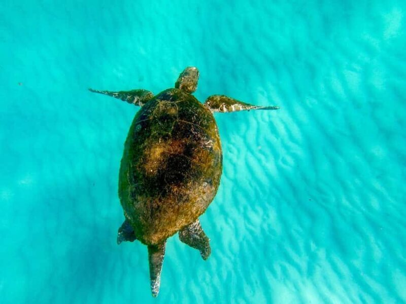 Gold Coast: Moreton Island Day Trip Kayak & Sandboarding - An In-Depth Look at the Tour Itinerary