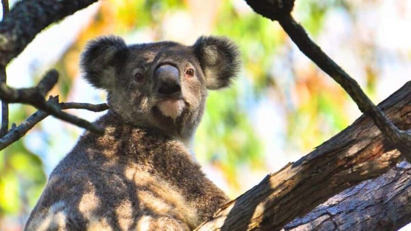 Gold Coast: Mount Tamborine Kangaroo and Koala Day Tour - A Detailed Look at What to Expect