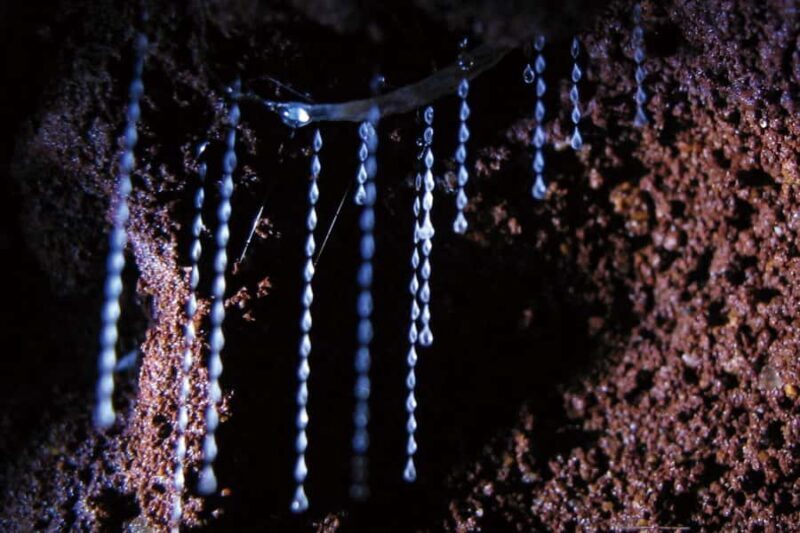 Gold Coast: Natural Bridge Glow Worm Night Tour - Authentic Experiences and What Travelers Say