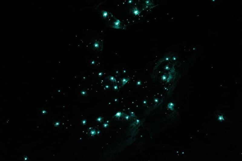 Gold Coast: Natural Bridge Glow Worm Night Tour - The Sum Up